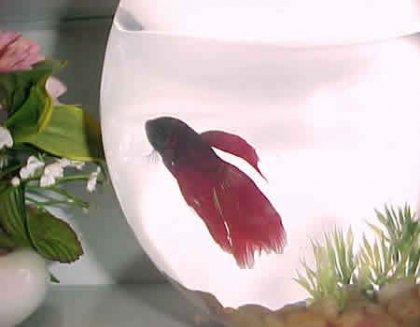 Dicas para cuidar do peixe Betta - Estimação
