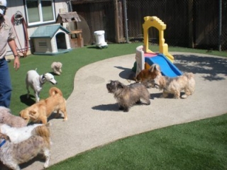 Canil confiável? Como saber se é legalizado? - Estimação