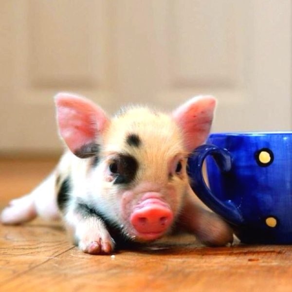 Como criar um mini porco de estimação?