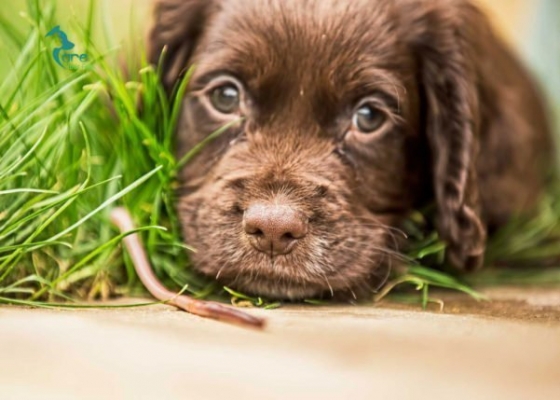 7 sintomas de vermes em cachorro - Estimação