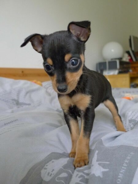 Raça Pinscher: cores, números, tamanho, personalidade, e mais!