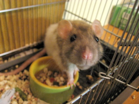 Rato Twister, como cuidar? - Estimação