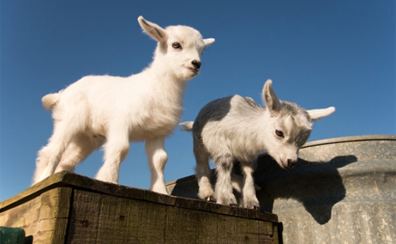 Mini cabra, como ter uma? - Estimação