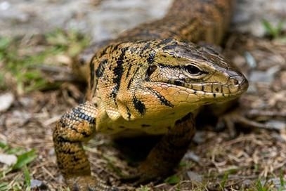O que é um lagarto teiú? - Estimação