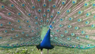 Como criar um pavão? - Estimação