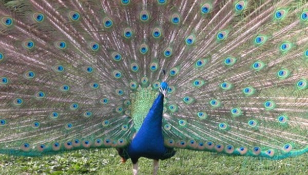 Como criar um pavão? - Estimação