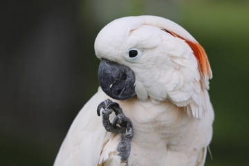 Cacatua fala? Quais as espécies? - Estimação