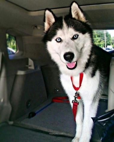 Husky Siberiano, conheça esta raça! - Estimação