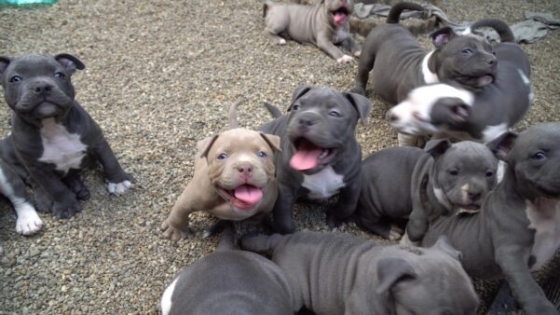 American Bully: filhotes, tipos e personalidade - Estimação