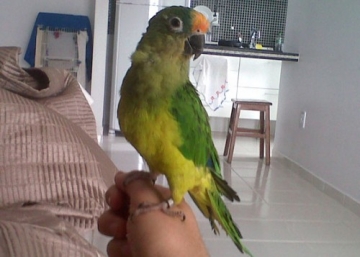 Maritaca: preço e como cuidar! - Estimação